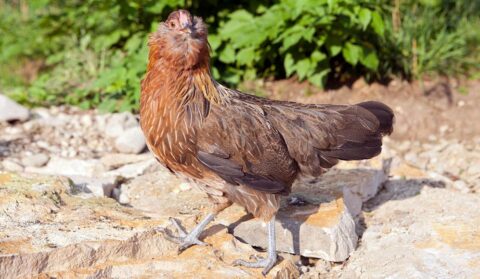 L'Appenzelloise barbue - Fondation La Coudre